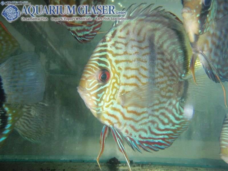 Nice Discus wildcaught available! - Aquarium Glaser GmbH